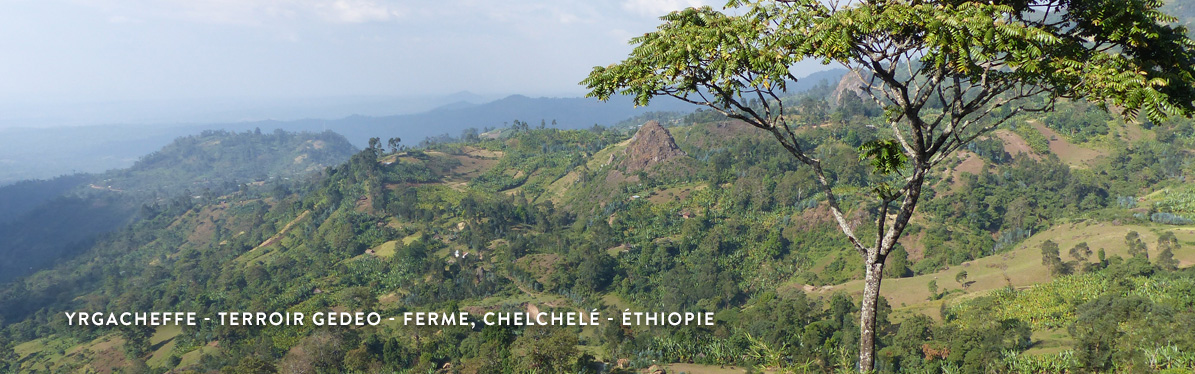 Café Piha – AMAP Bio'Gustin