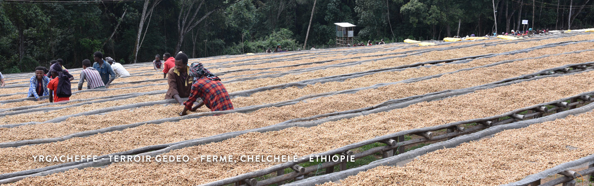 Café Piha – AMAP Bio'Gustin